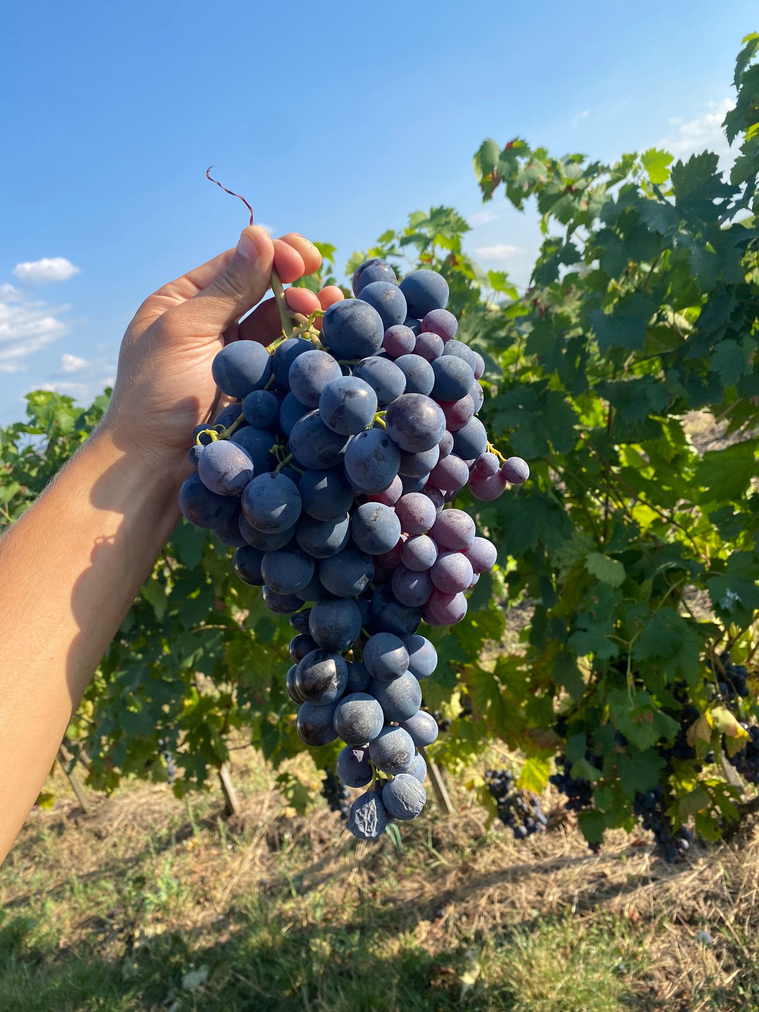 Muskat Hamburg 🍀🌷🍇🍑 Plantaze Glisic