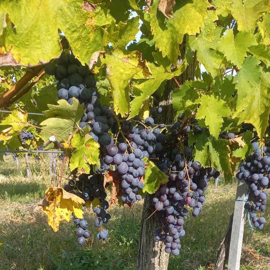 Početna - Plantaze Glisic